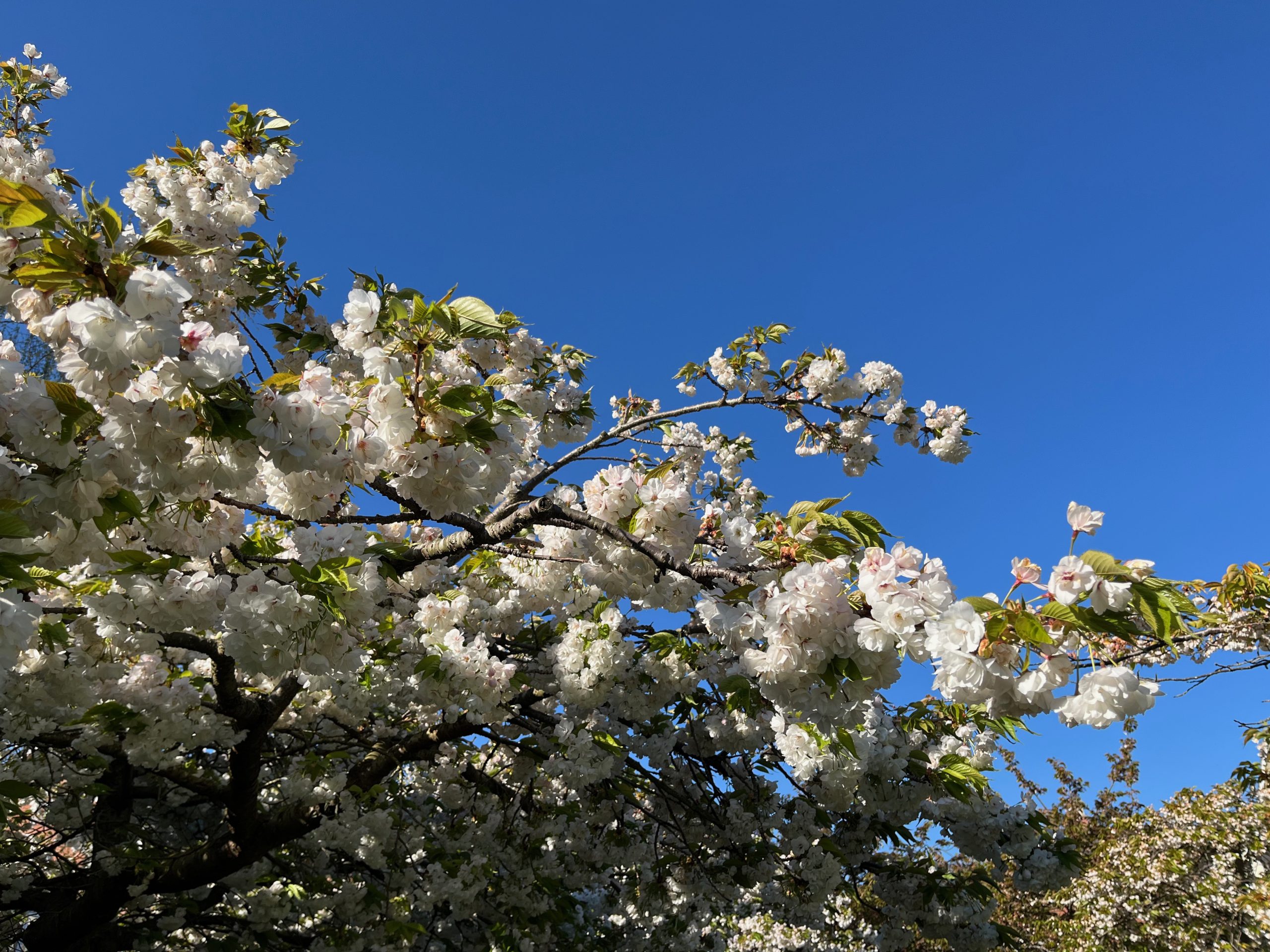 Blossoms, blue skies and birds signal the arrival of spring! | Kew Society